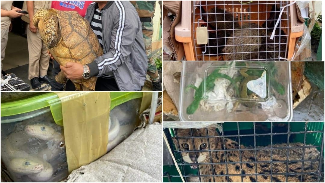 Huge haul of smuggled exotic animals seized in Mizoram - Hub News