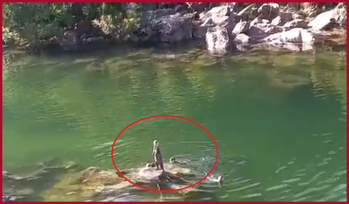 Meghalaya: Fish-eating otters seen in Tura's Ganol river, video goes ...