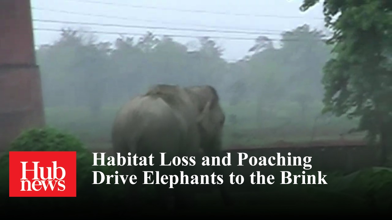 WATCH| Habitat Loss and Poaching Drive Elephants to the Brink