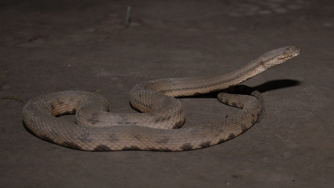 Dog-faced Water Snake documented in Northeast India, expanding known range