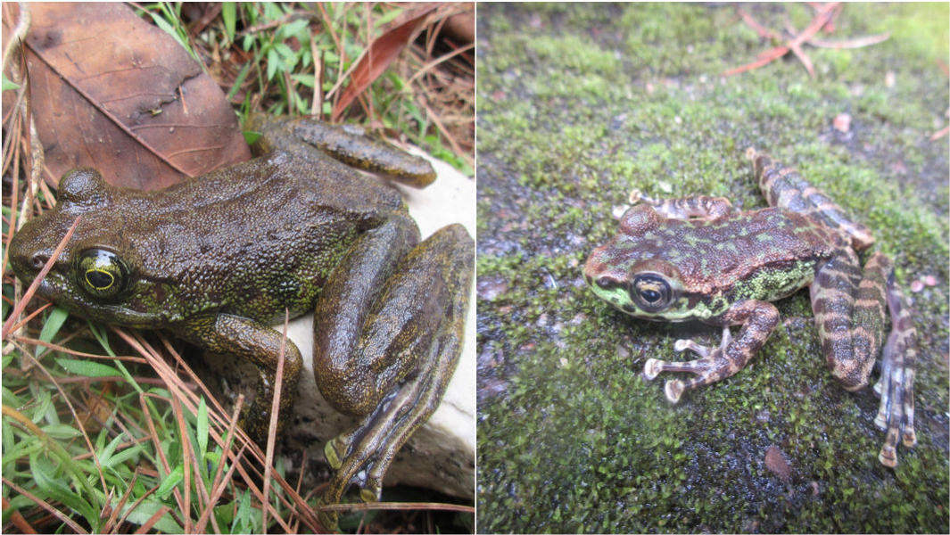 New Frog Species Discovered in Shillong’s Urban Jungle - Hub News