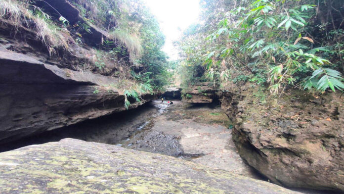 Troglophile fish discovered in Meghalaya cave: A rare species that ...