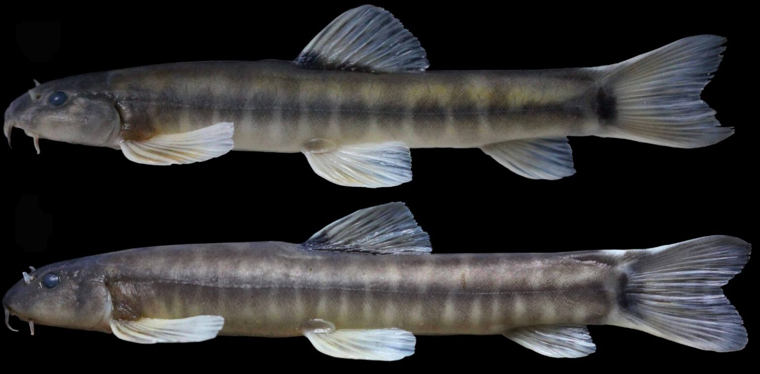 Troglophile fish discovered in Meghalaya cave: A rare species that ...