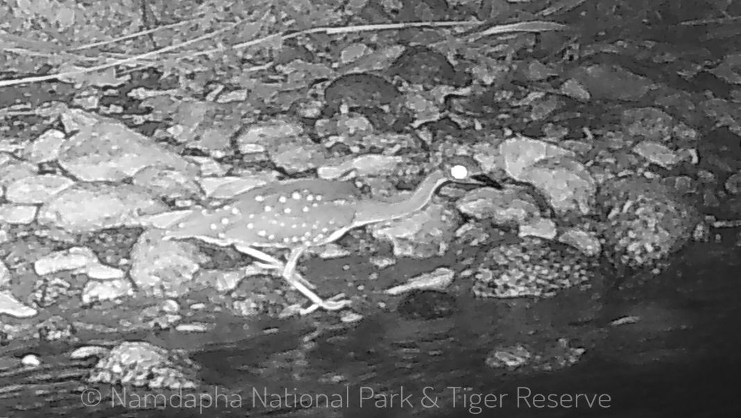 Endangered White-eared Night Heron spotted in Namdapha—only second ...