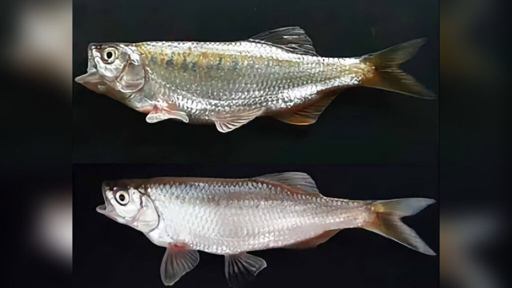 New fish species discovered in Imphal River - Hub News