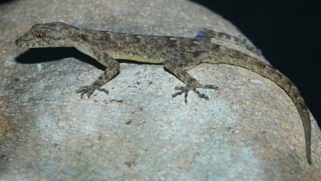 New Gecko species Cnemaspis brahmaputra discovered in Assam – Named in ...
