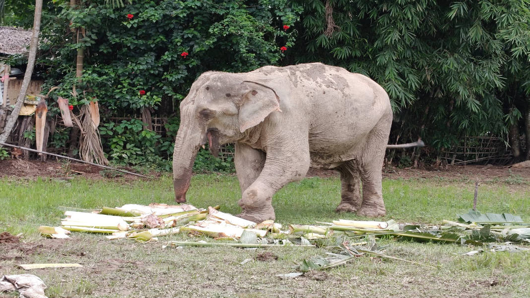 Limping for 95 km: Viral video of injured elephant sparks outrage in Assam