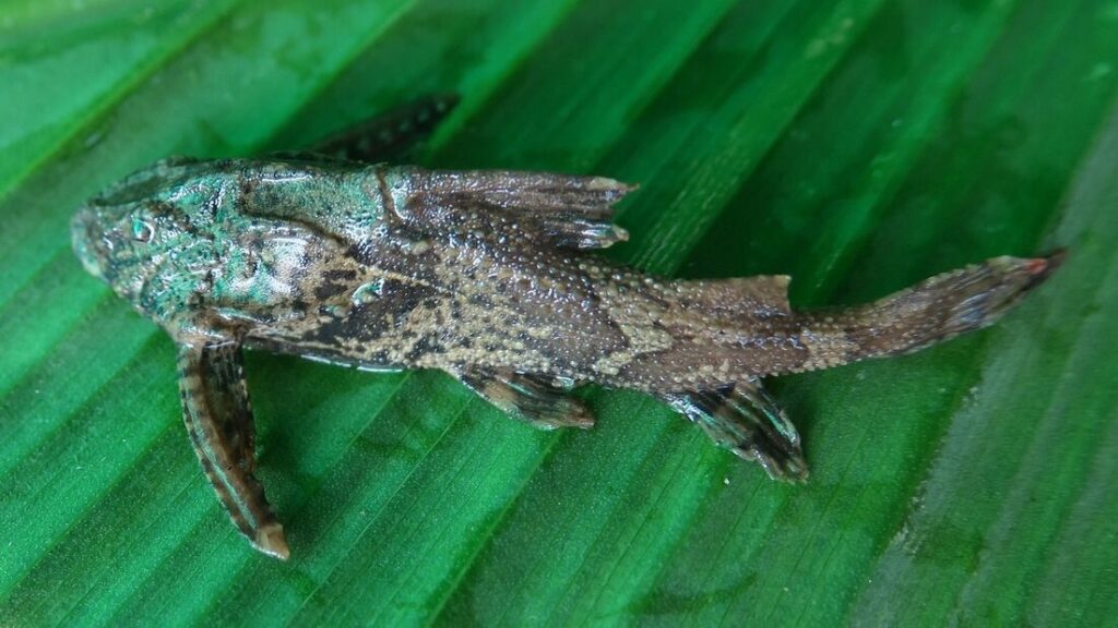 Meghalaya’s hillstream fishes: Rare species, new discoveries, and ...