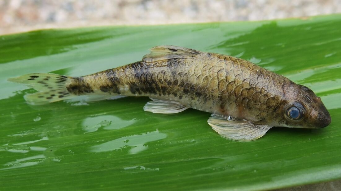 Meghalaya’s hillstream fishes: Rare species, new discoveries, and ...