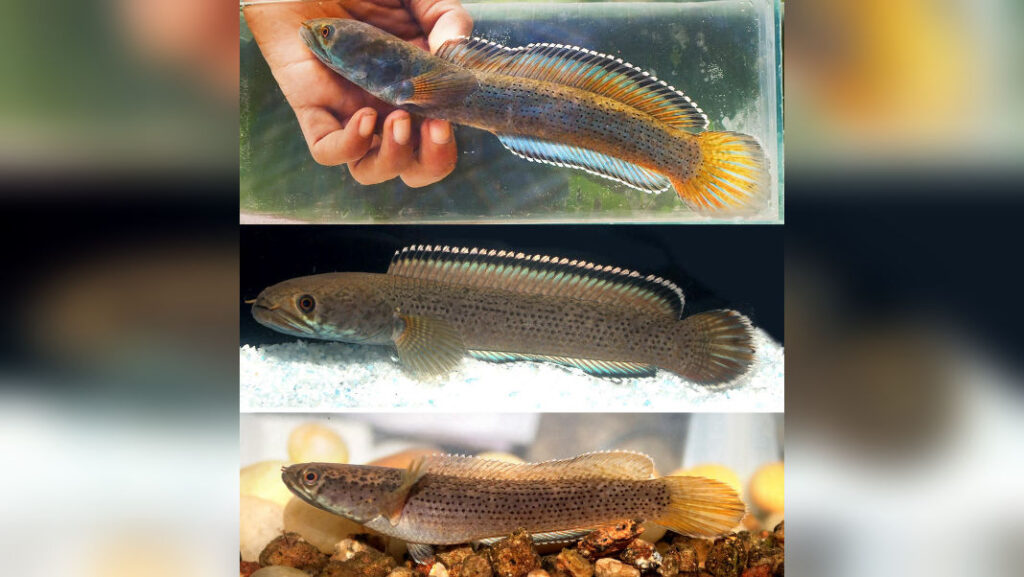 New snakehead fish found in Ri-Bhoi stream, named to honour Bhoi Community