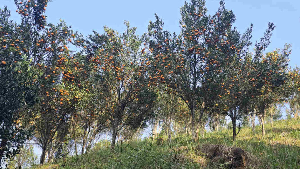 ICAR-CCRI trains Khasi Mandarin farmers in Ri-Bhoi to revive citrus ...