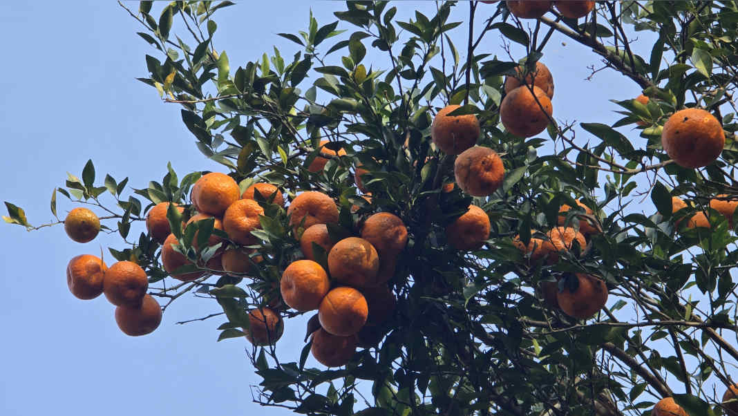 ICAR-CCRI trains Khasi Mandarin farmers in Ri-Bhoi to revive citrus ...