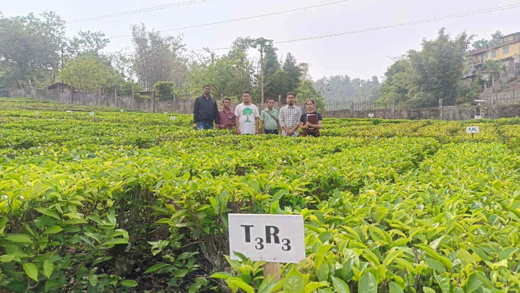 From lab to leaf: Umiam research gives organic tea in Meghalaya a ...