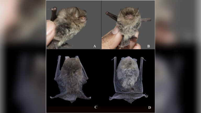 Rare Woolly Bat species recorded in Meghalaya for the first time in India