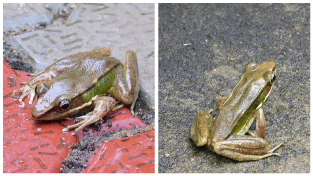 Humeral Frog recorded in Meghalaya for the first time