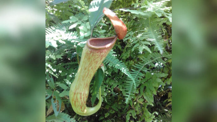 Meghalaya's rare pitcher plant thrives on more than insects, study ...